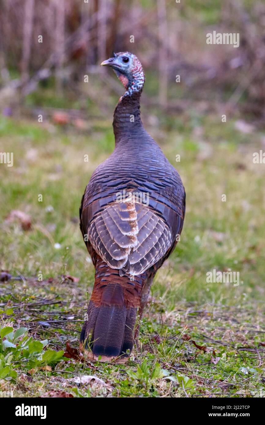 Wild turkey standing on grass hi-res stock photography and images - Alamy