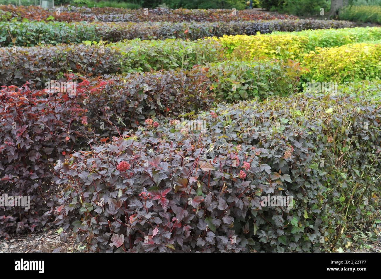 Pruned hedges of purple and yellow-leaved varieties of ninebark ...