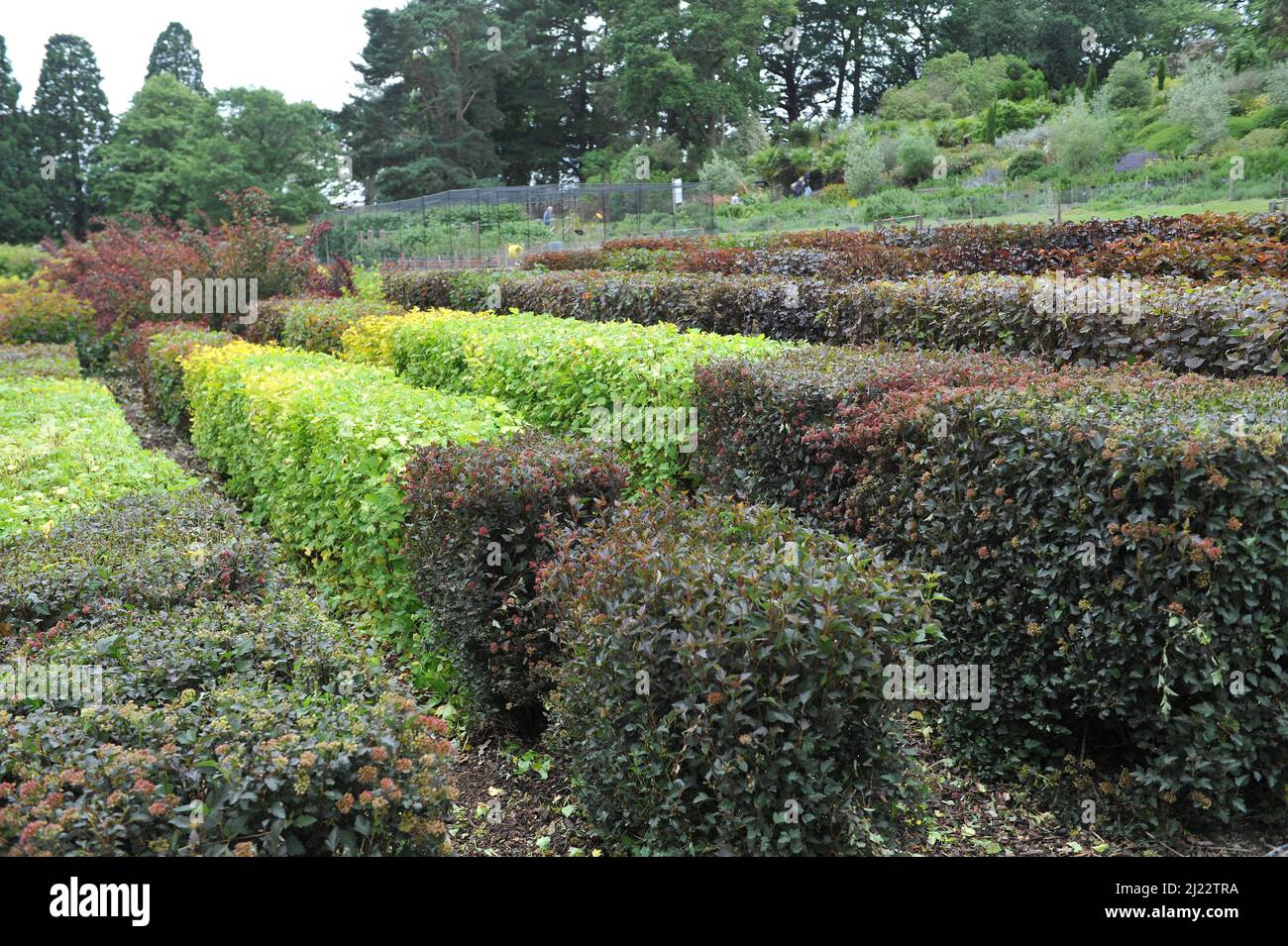 Pruned hedges of purple and yellow-leaved varieties of ninebark ...