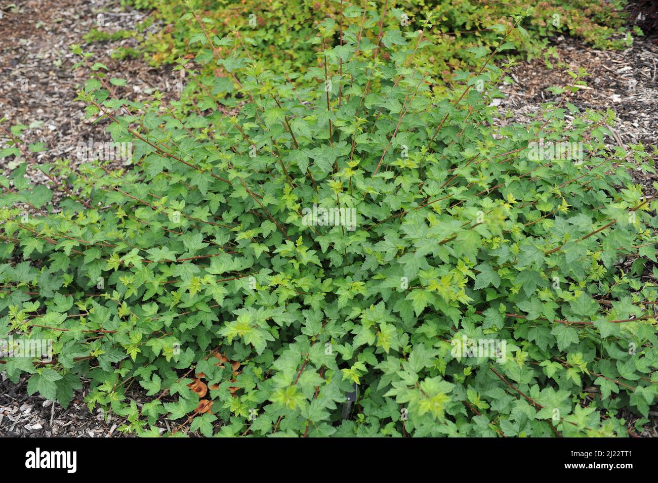 Green-leaved spreading Pacific ninebark (Physocarpus capitatus) Tilden ...