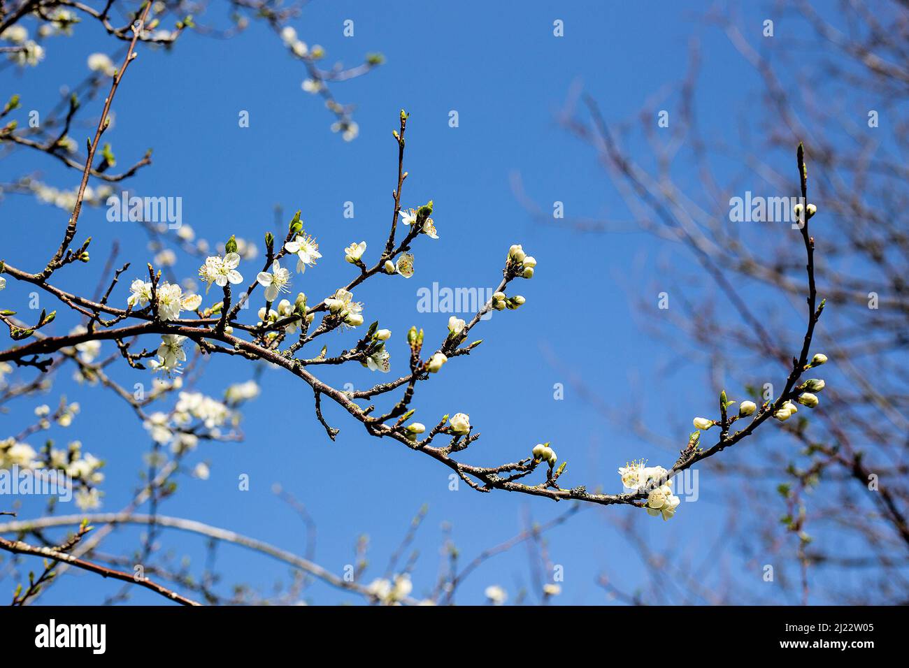 Newly formed buds shoot from tree branches against a bright blue sky on ...