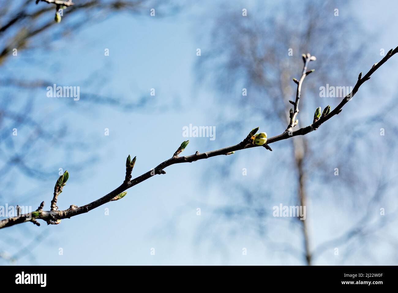 Newly formed buds shoot from tree branches against a bright blue sky on ...