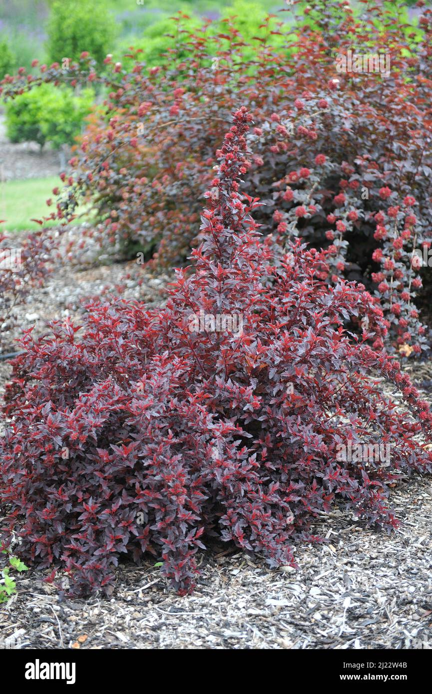 Purple-leaved ninebark (Physocarpus opulifolius) All Black (Minall2 ...