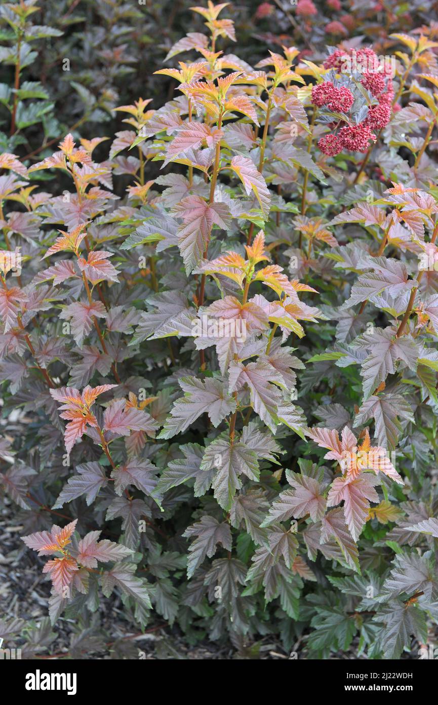 Orange and purple-leaved ninebark (Physocarpus opulifolius) Andre ...