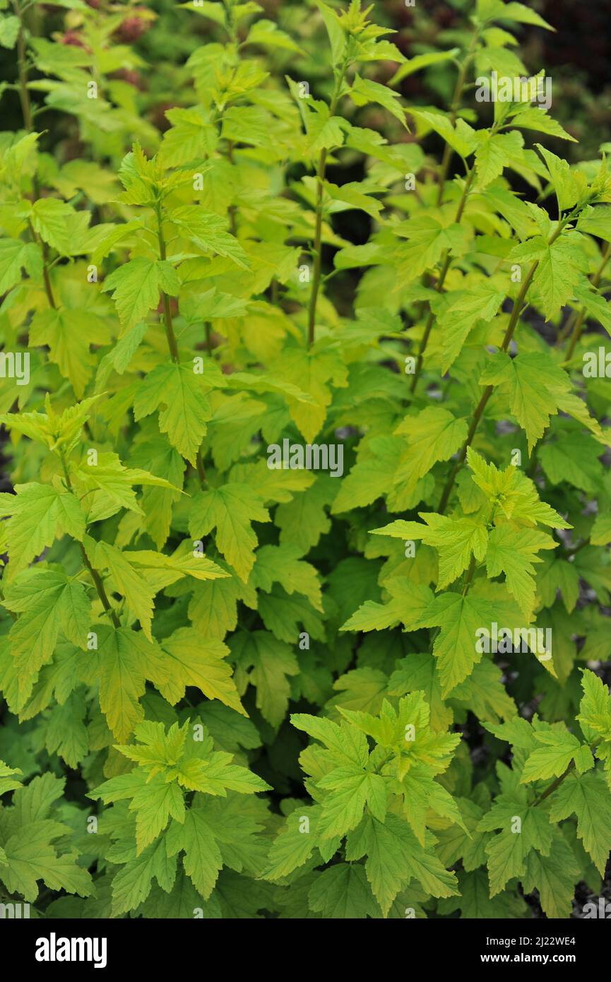 Yellow-leaved ninebark (Physocarpus opulifolius) Angel Gold (Minange ...