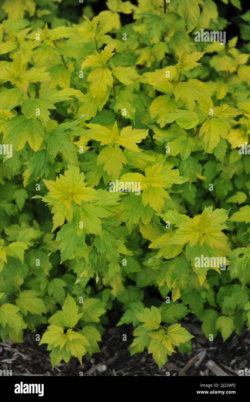 Yellow-leaved ninebark (Physocarpus opulifolius) Angel Gold (Minange ...