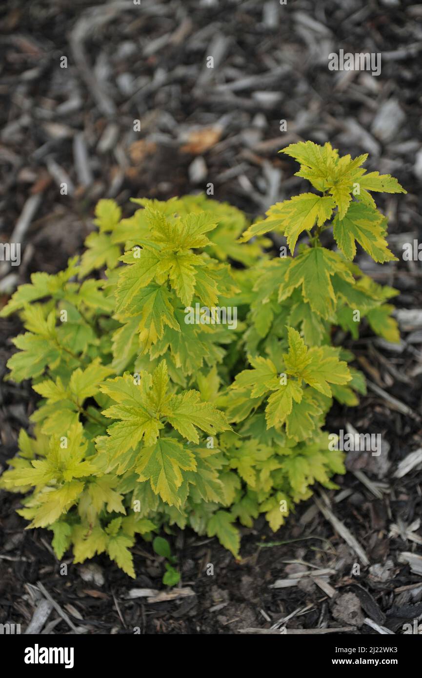 Gold variegated foliage leaf hi-res stock photography and images - Alamy
