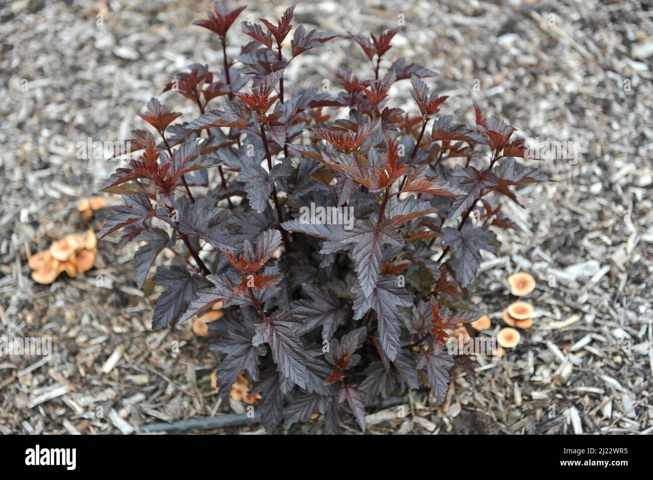 Purple-leaved ninebark (Physocarpus opulifolius) Black Light (Minbla3 ...