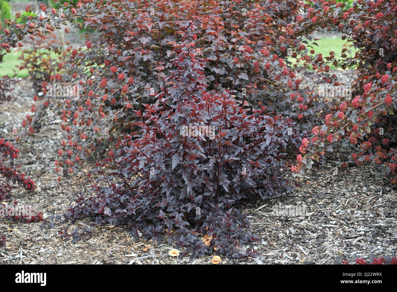 Purple-leaved ninebark (Physocarpus opulifolius) Black Light (Minbla3 ...