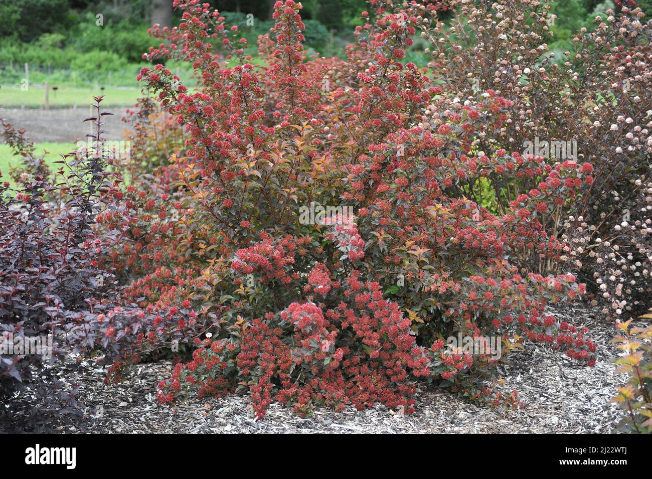 Physocarpus opulifolius burgundy candy hi-res stock photography and ...