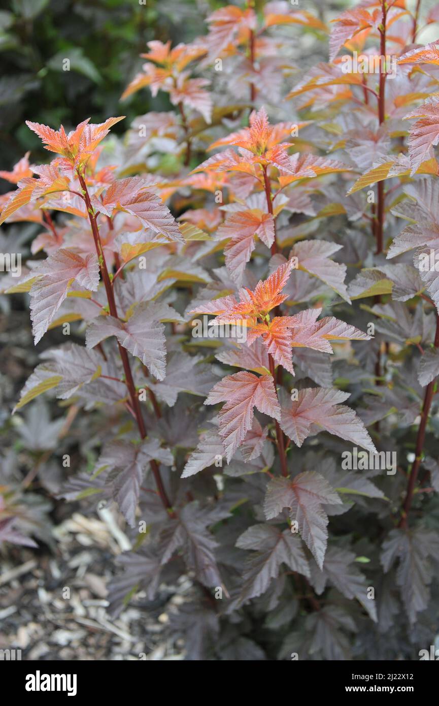 Purple-leaved ninebark (Physocarpus opulifolius) Burning Embers grows ...