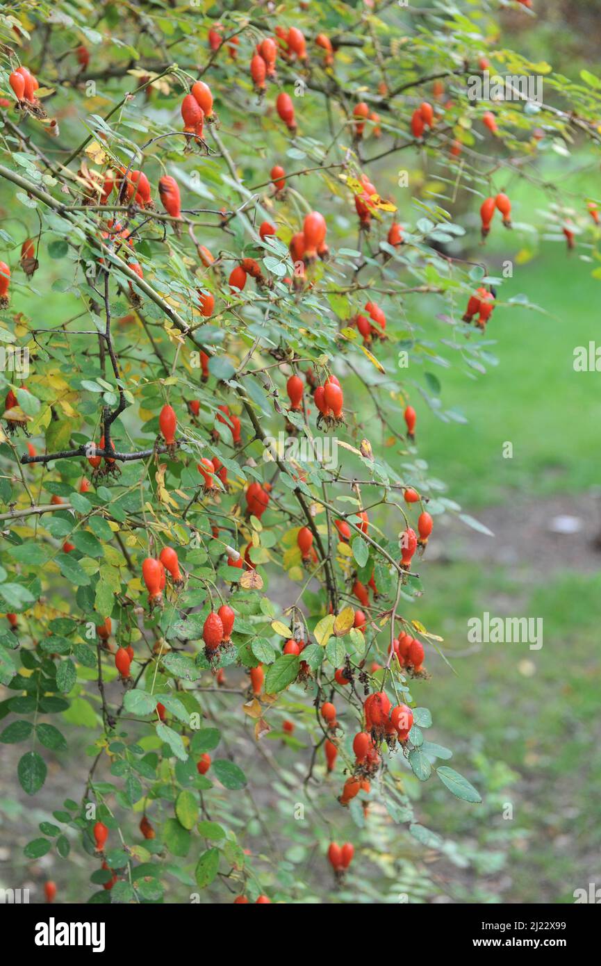 Pink species rose (Rosa davidii) Elongata bears orange hips in a garden ...