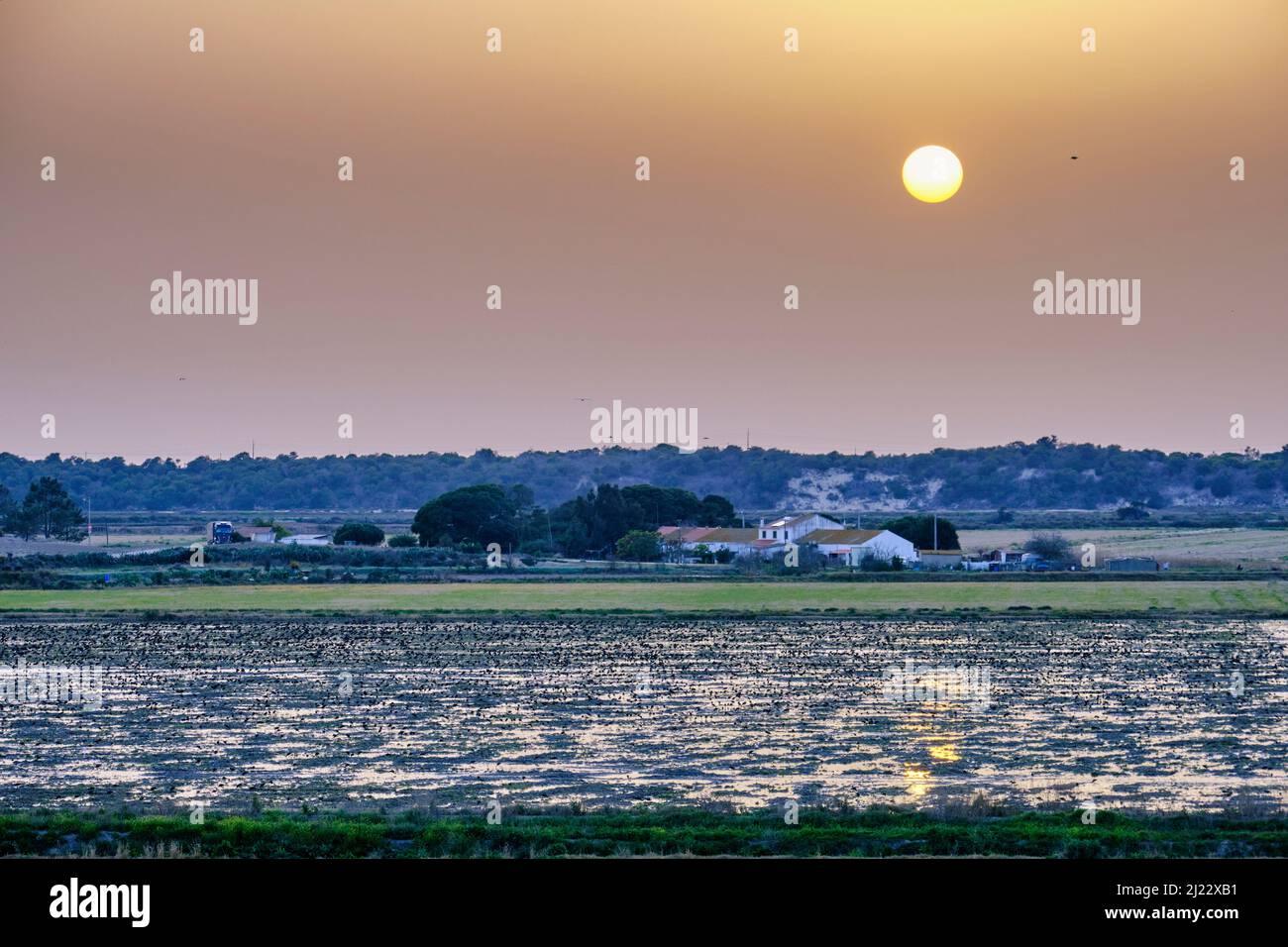 Rice fields with a huge flock of Glossy Ibis (Plegadis falcinellus ...