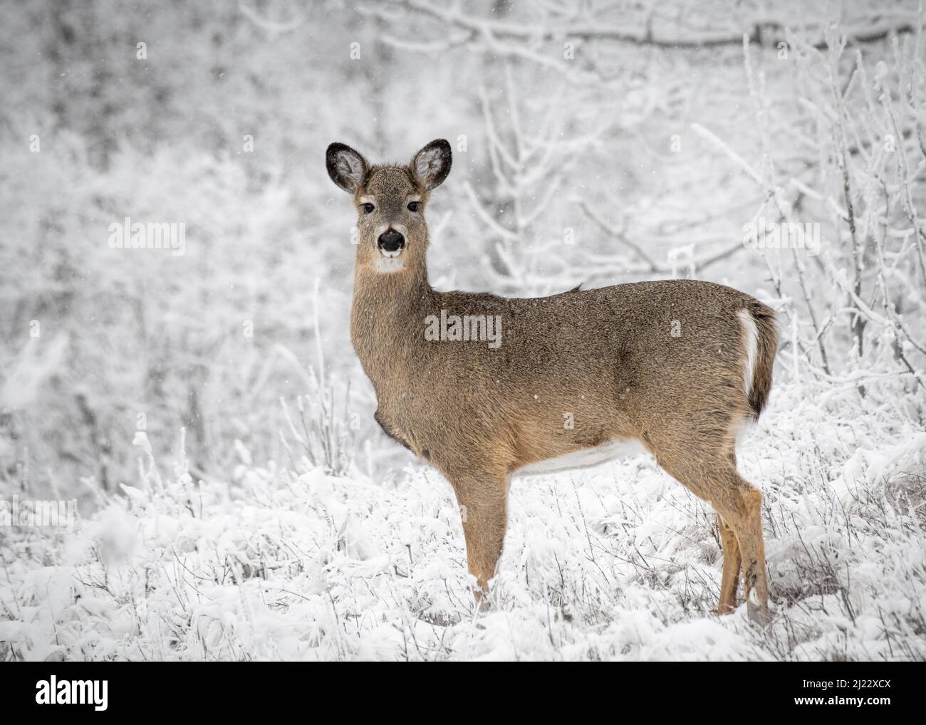 Whitetail deer snow hi-res stock photography and images - Alamy