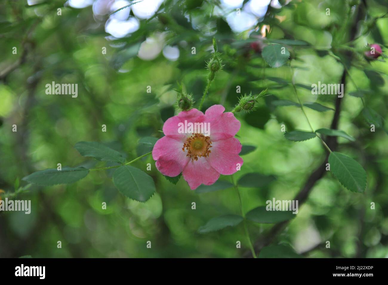 Pink species rose (Rosa davidii) Elongata flowers in a garden in May ...
