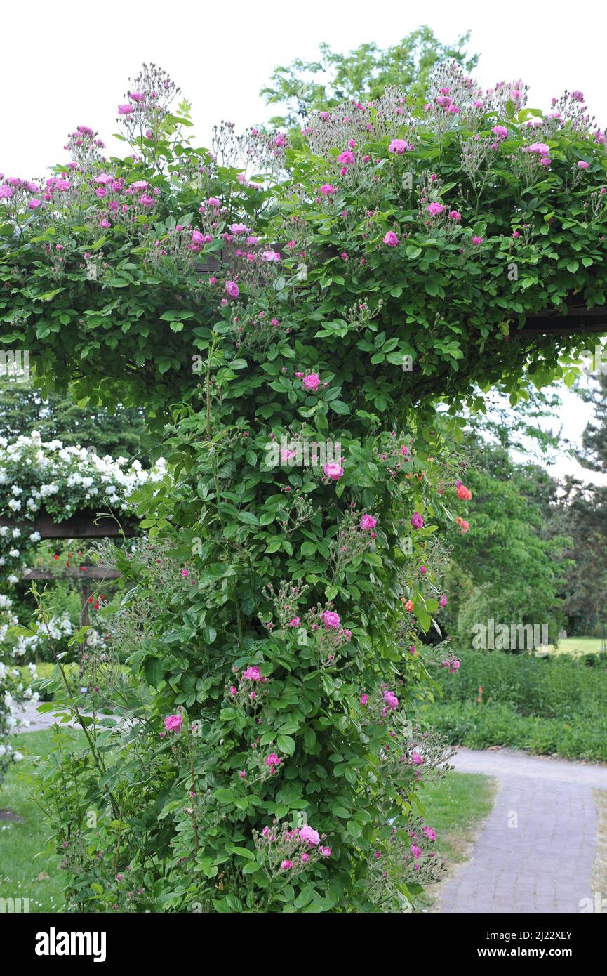 Rosa multiflora flower hi-res stock photography and images - Alamy