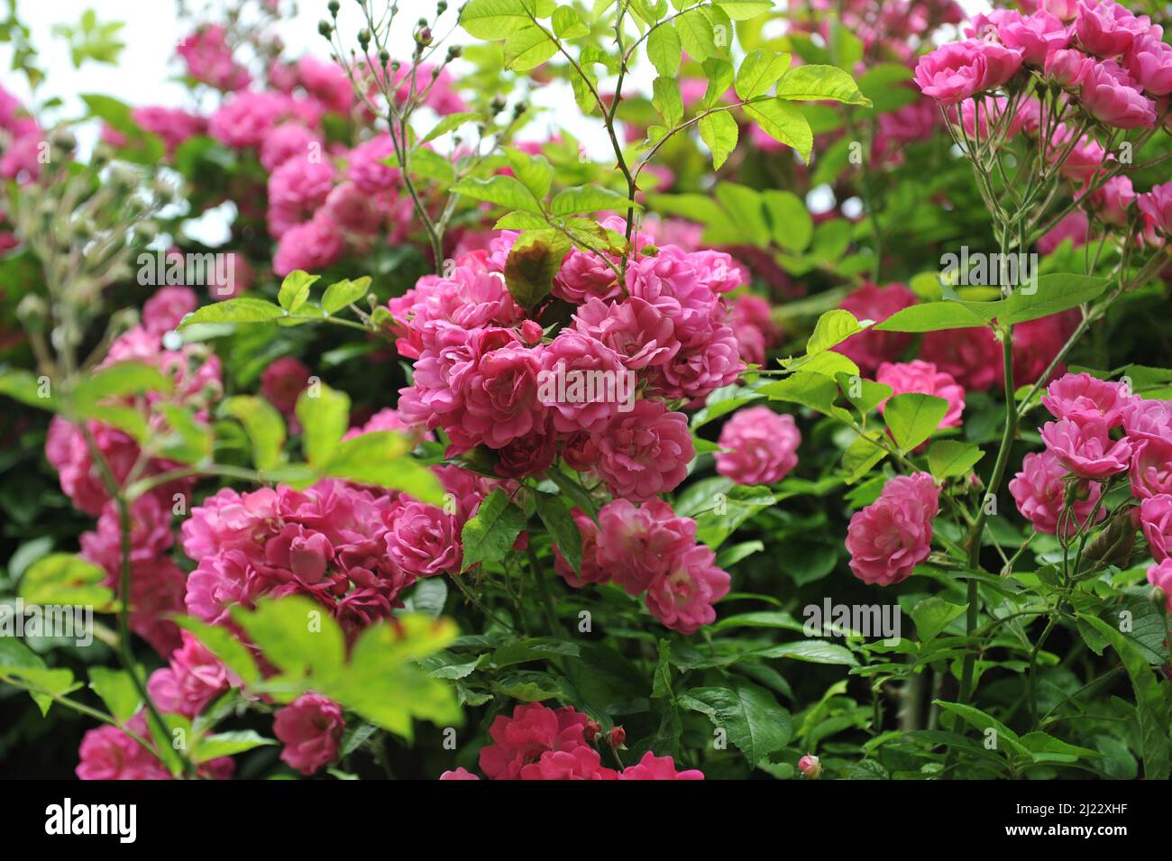 Multiflora rose hi-res stock photography and images - Alamy