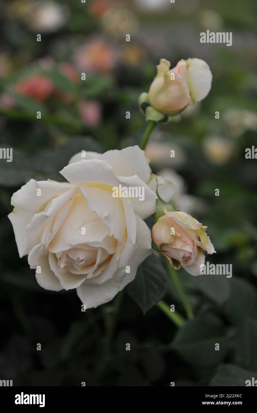 Creamy white floribunda rose (Rosa) Deben Sunrise blooms on ab ...