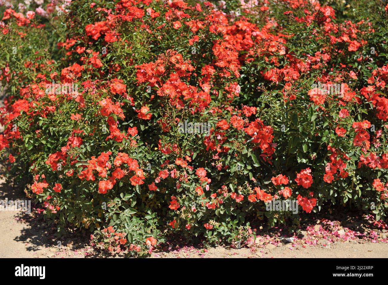 Orange-red floribunda rose (Rosa) Deseo blooms in a garden in July ...