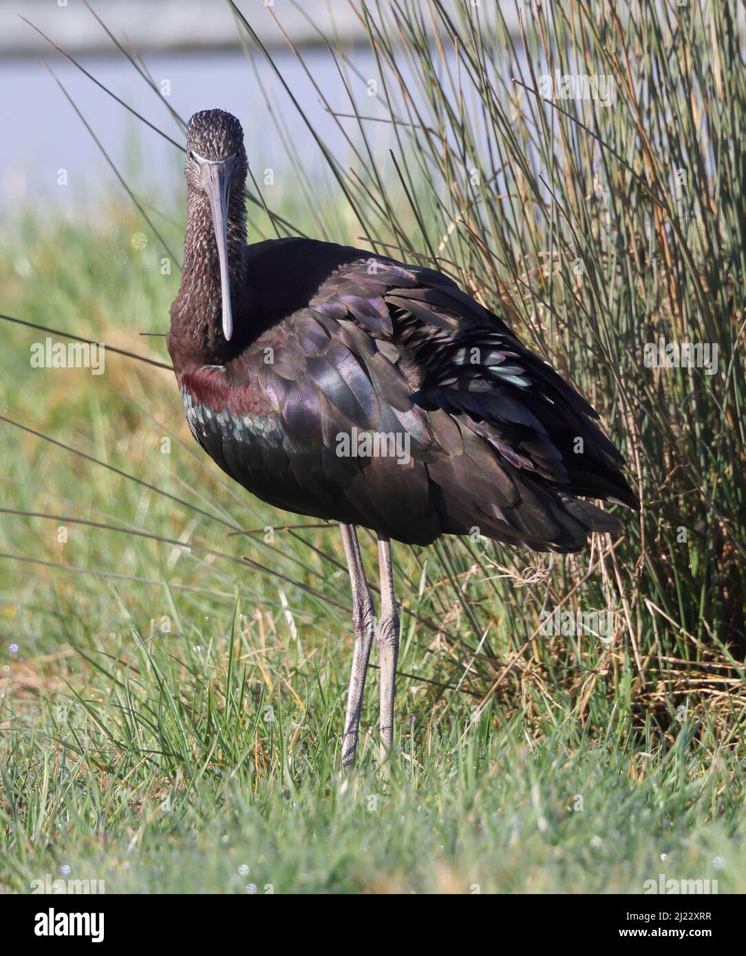 A beautiful colourful bird at Shepherds Patch in Gloucestershire Stock ...