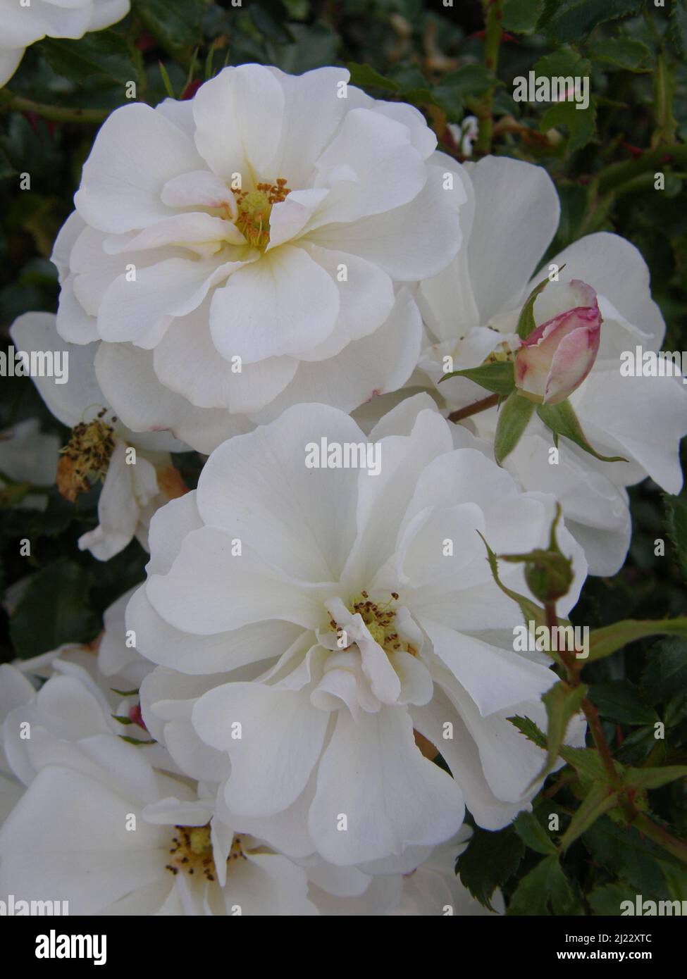 White shrub rose (Rosa) Diamant blooms in a garden in October Stock ...