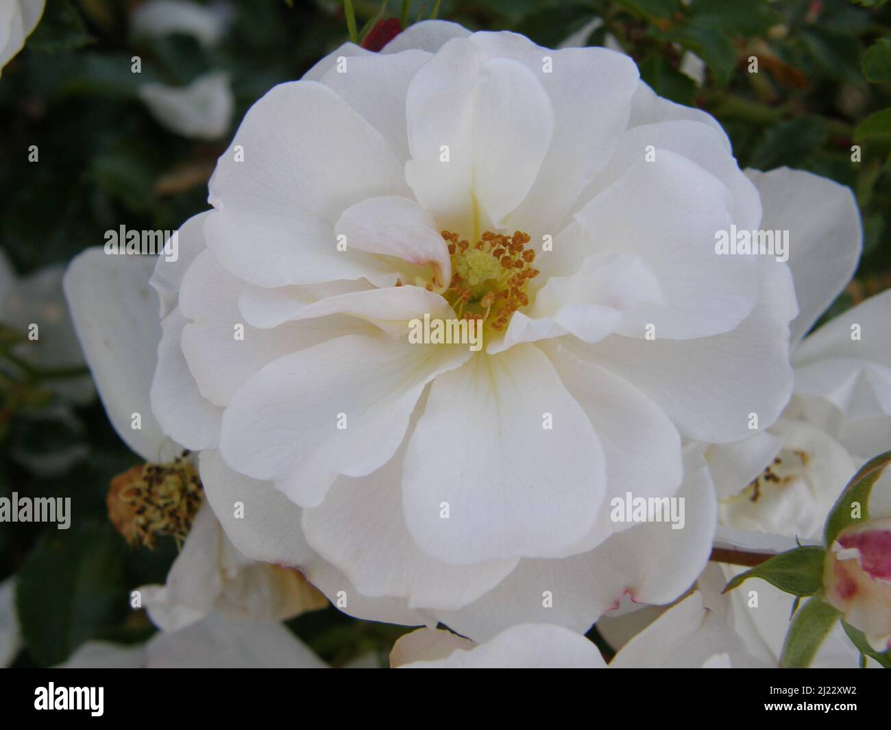 White shrub rose (Rosa) Diamant blooms in a garden in October Stock ...