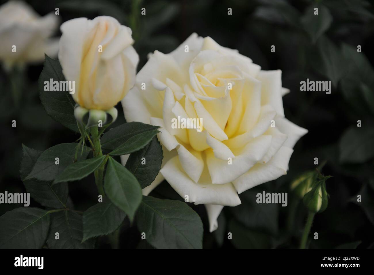 Light yellow Hybrid Tea rose (Rosa) Diamond Days blooms on an ...