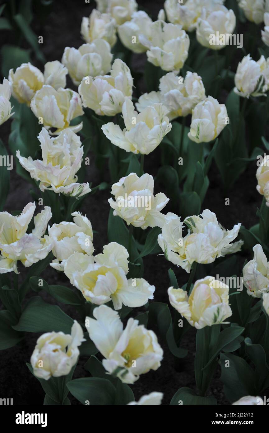 Libretto parrot hi-res stock photography and images - Alamy