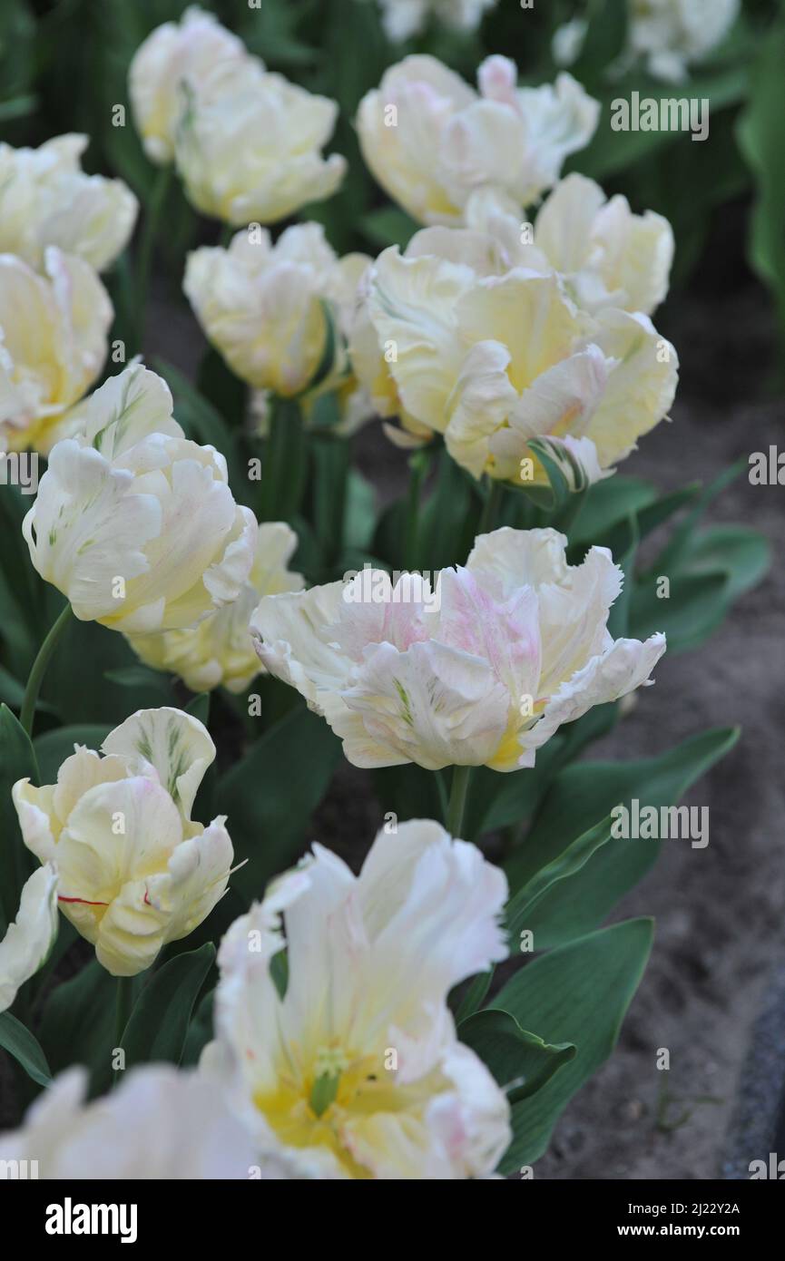 Creamy white tulips (Tulipa) Libretto Parrot bloom in a garden in March ...