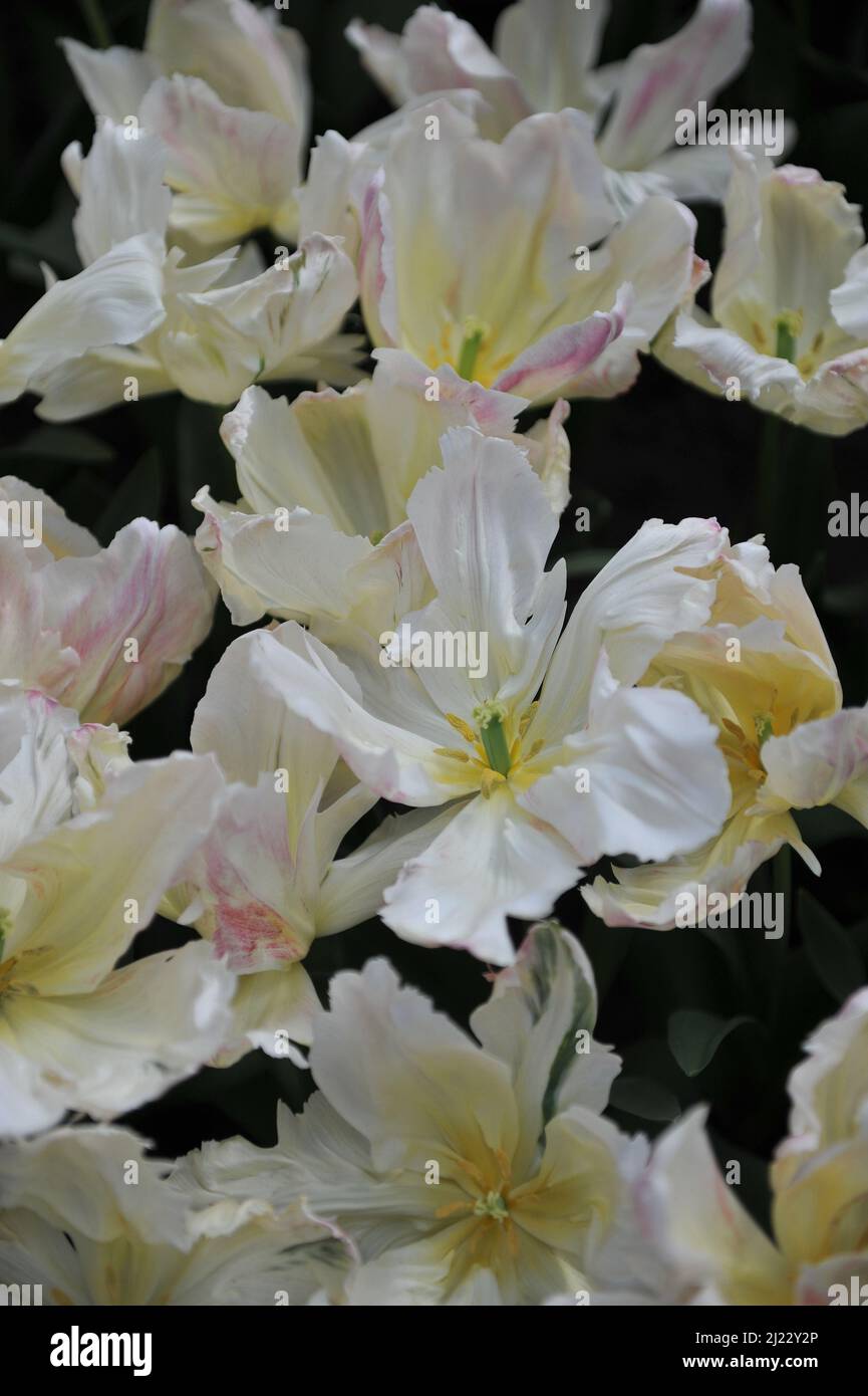 Libretto parrot hi-res stock photography and images - Alamy