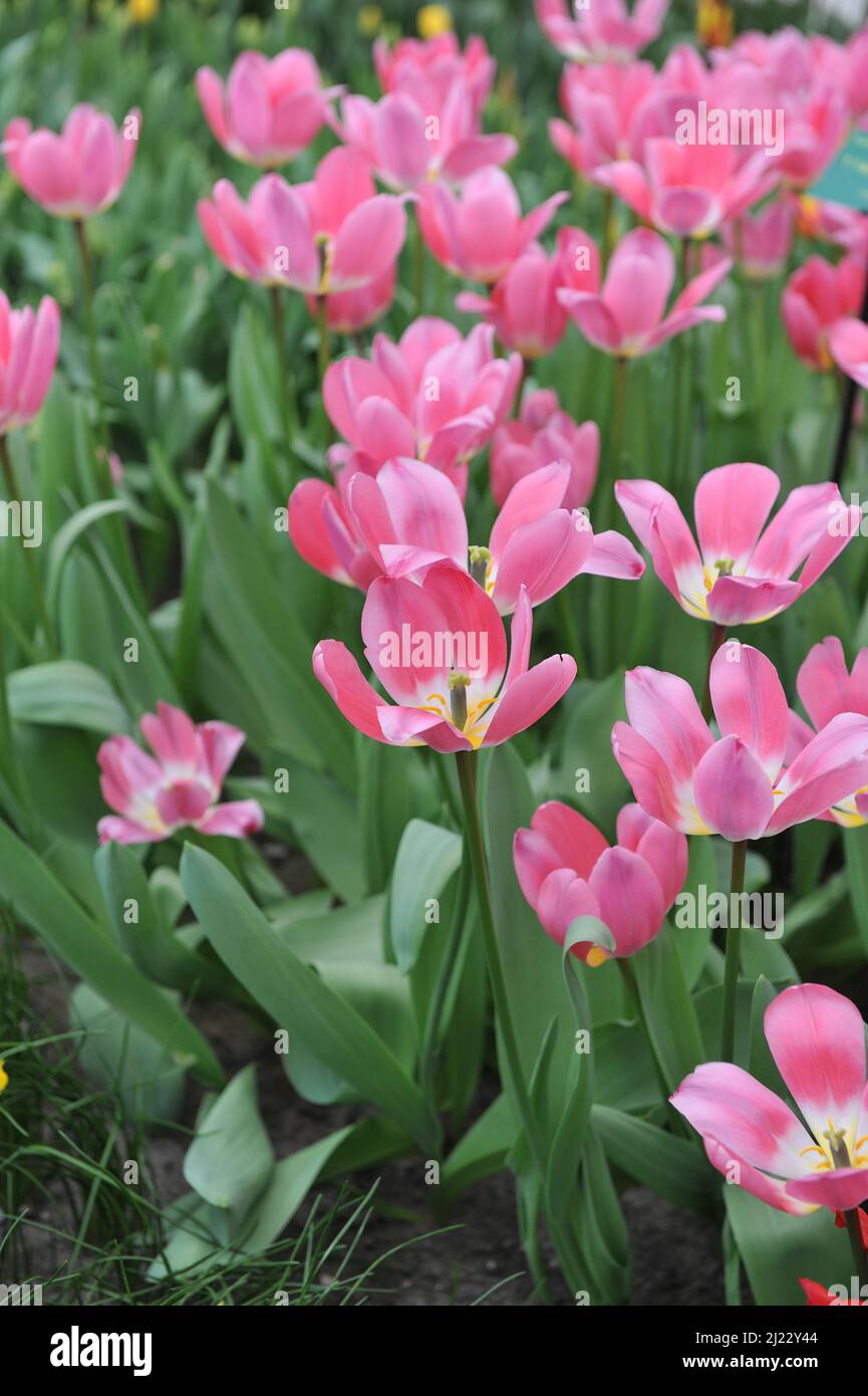 Pink Darwin Hybrid tulips (Tulipa) Light and Dreamy bloom in a garden ...