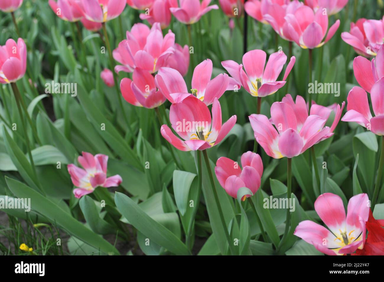 Pink Darwin Hybrid tulips (Tulipa) Light and Dreamy bloom in a garden ...