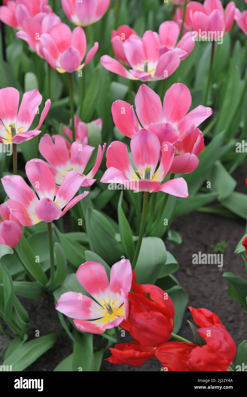 Pink Darwin Hybrid tulips (Tulipa) Light and Dreamy bloom in a garden ...