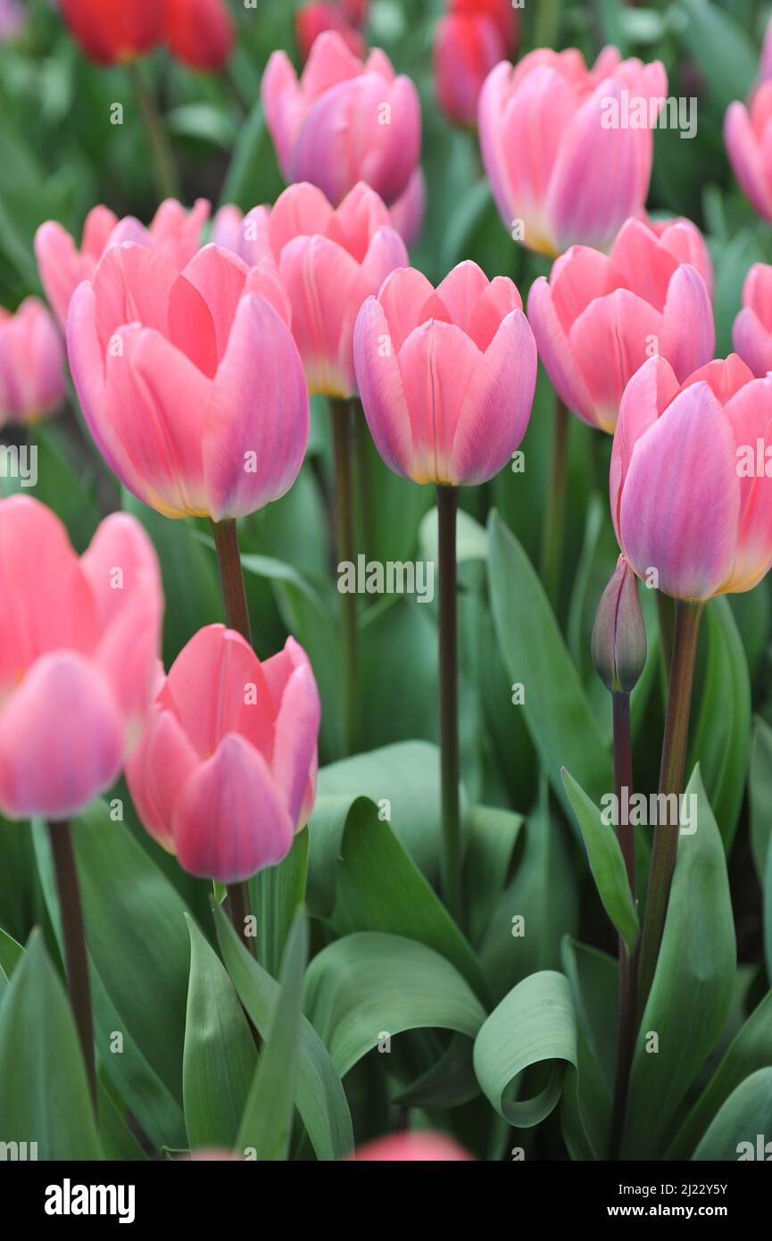 Pink Darwin Hybrid tulips (Tulipa) Light and Dreamy bloom in a garden ... Pink Darwin Hybrid tulips (Tulipa) Light and Dreamy bloom in a garden ...