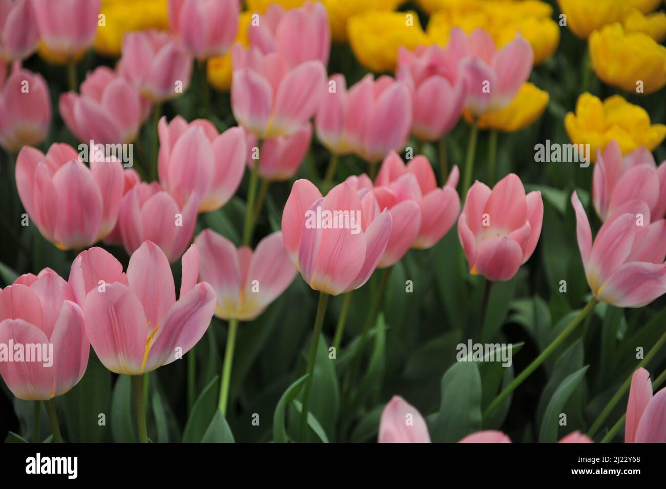 Pink Darwin Hybrid tulips (Tulipa) Light and Dreamy bloom in a garden ...
