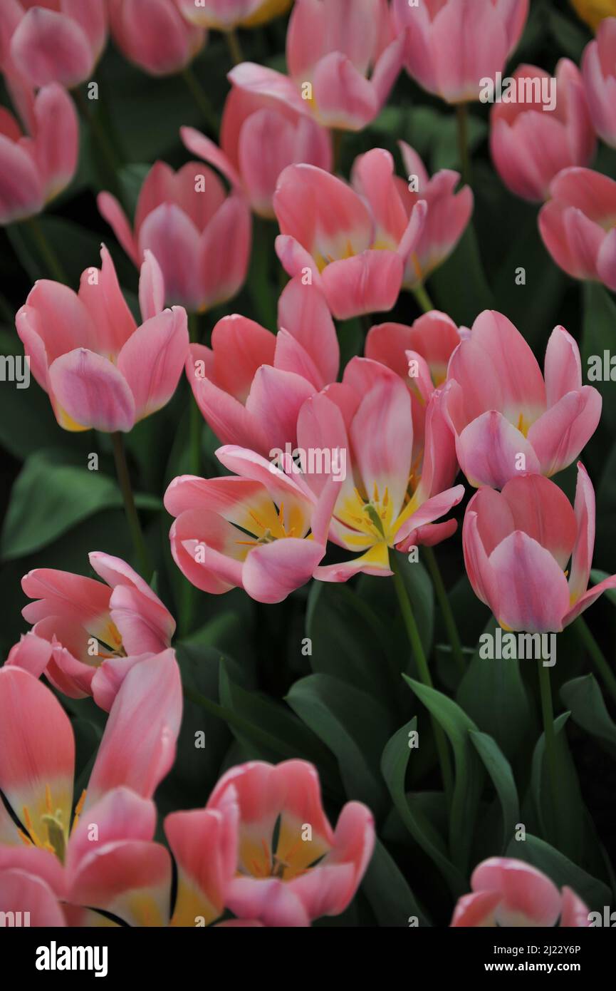 Pink Darwin Hybrid tulips (Tulipa) Light and Dreamy bloom in a garden ...