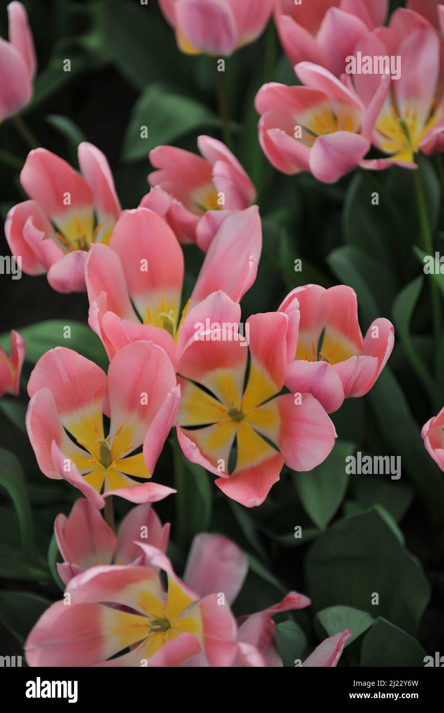 Pink Darwin Hybrid tulips (Tulipa) Light and Dreamy bloom in a garden ...