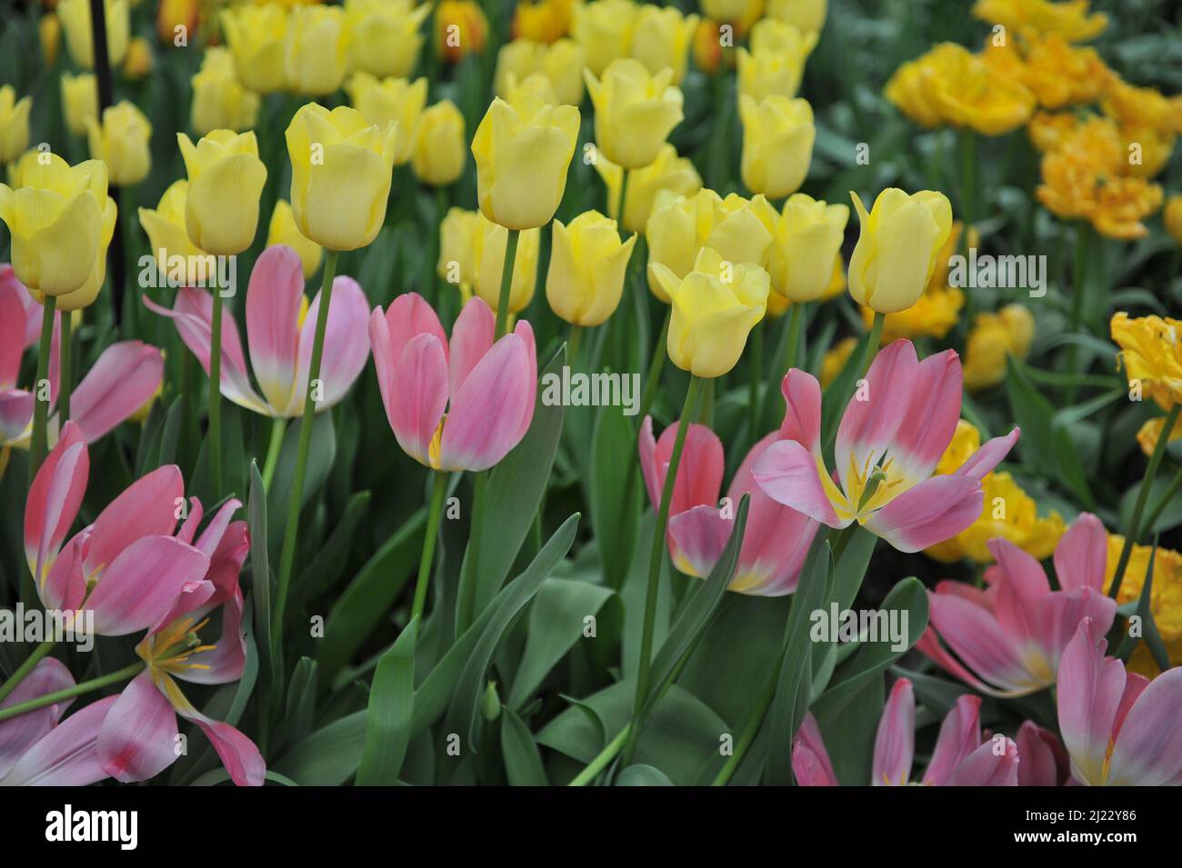Pink Darwin Hybrid tulips (Tulipa) Light and Dreamy and yellow Triumph ... Pink Darwin Hybrid tulips (Tulipa) Light and Dreamy and yellow Triumph ...