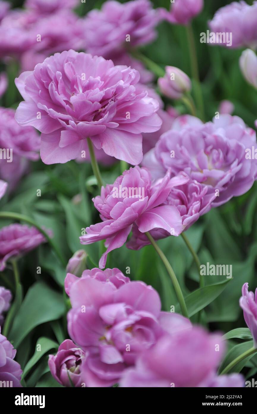 Violet-purple peony-flowered Double Late tulips (Tulipa) Lilac ...