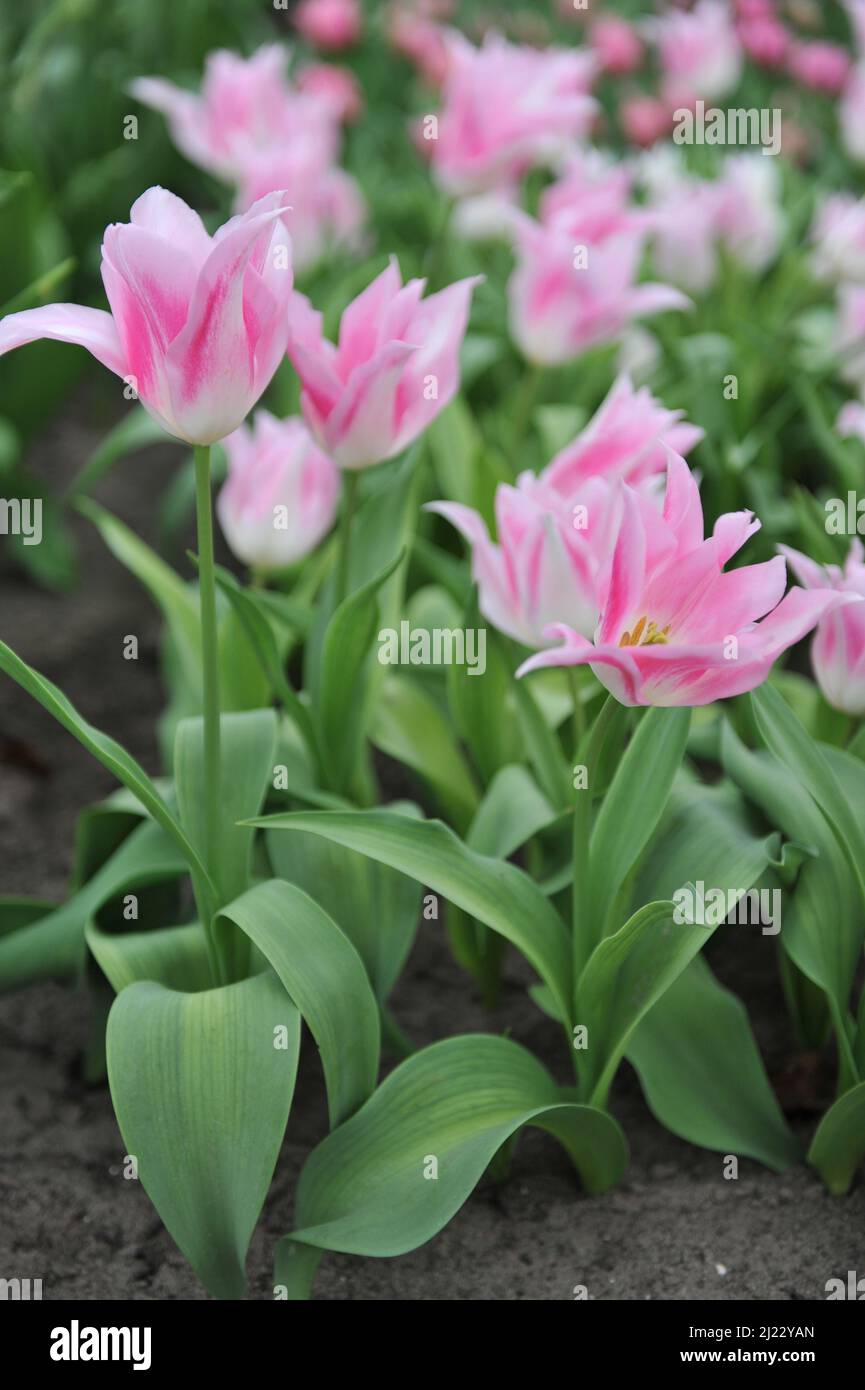 Pink lily-flowered tulips (Tulipa) Lilypure bloom in a garden in April ...