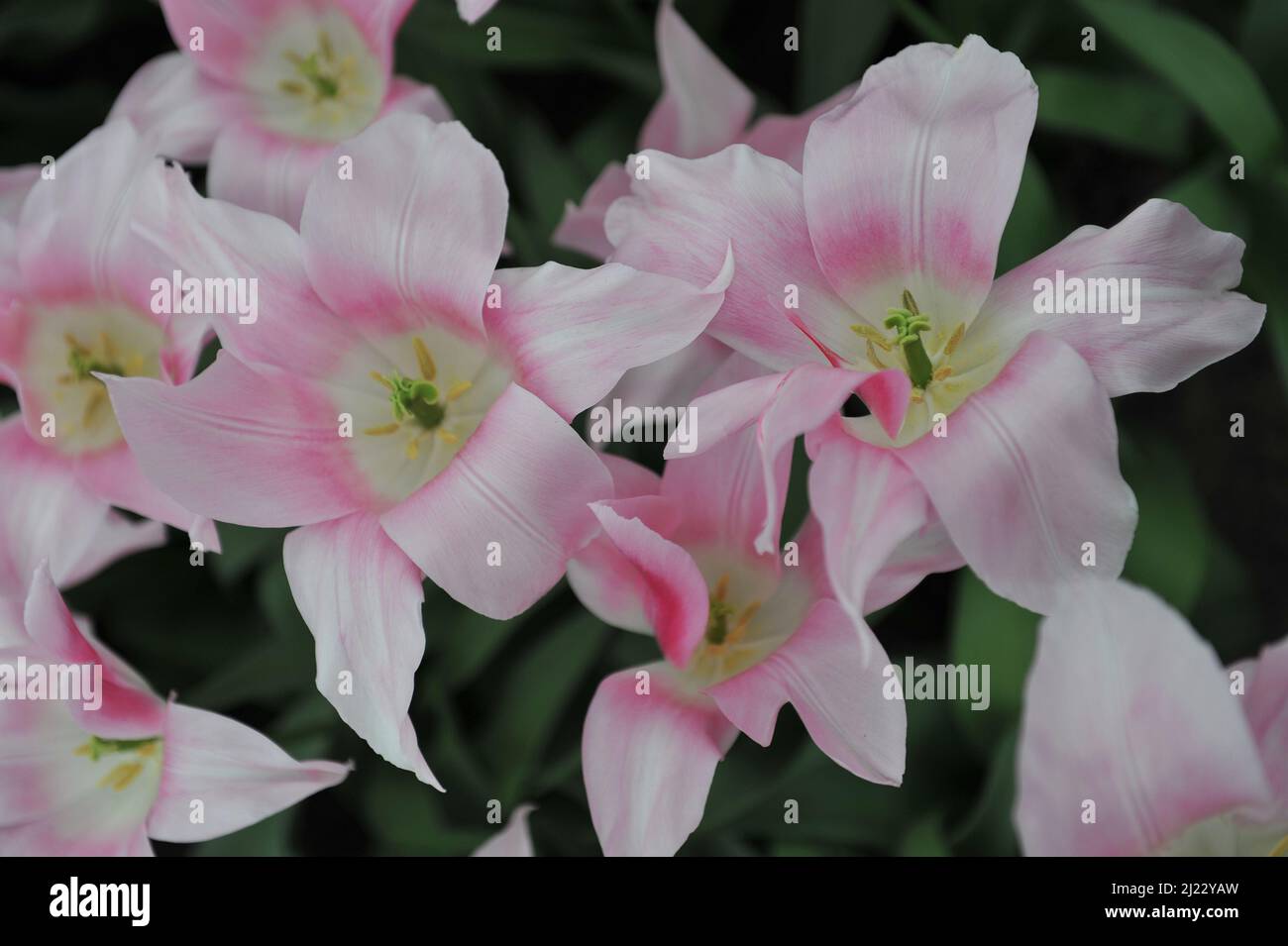 Pink lily-flowered tulips (Tulipa) Lilypure bloom in a garden in April ...