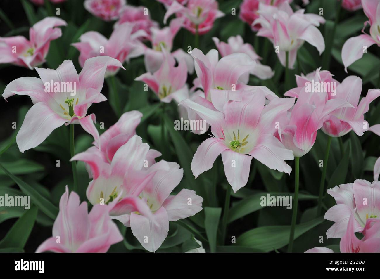 Pink lily-flowered tulips (Tulipa) Lilypure bloom in a garden in April ...