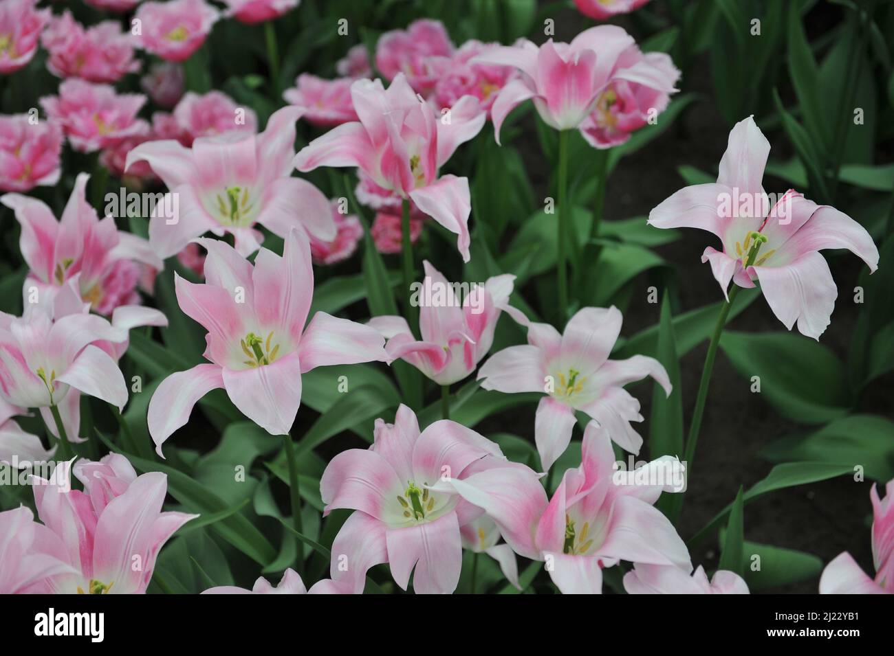Pink lily-flowered tulips (Tulipa) Lilypure bloom in a garden in April ...