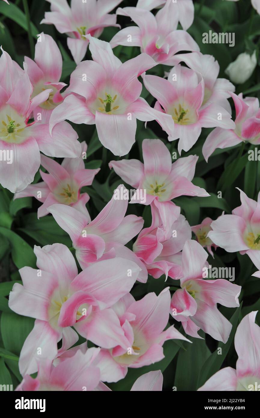 Pink lily-flowered tulips (Tulipa) Lilypure bloom in a garden in April ...
