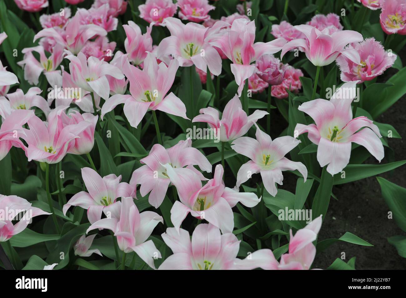 Pink lily-flowered tulips (Tulipa) Lilypure bloom in a garden in April ...