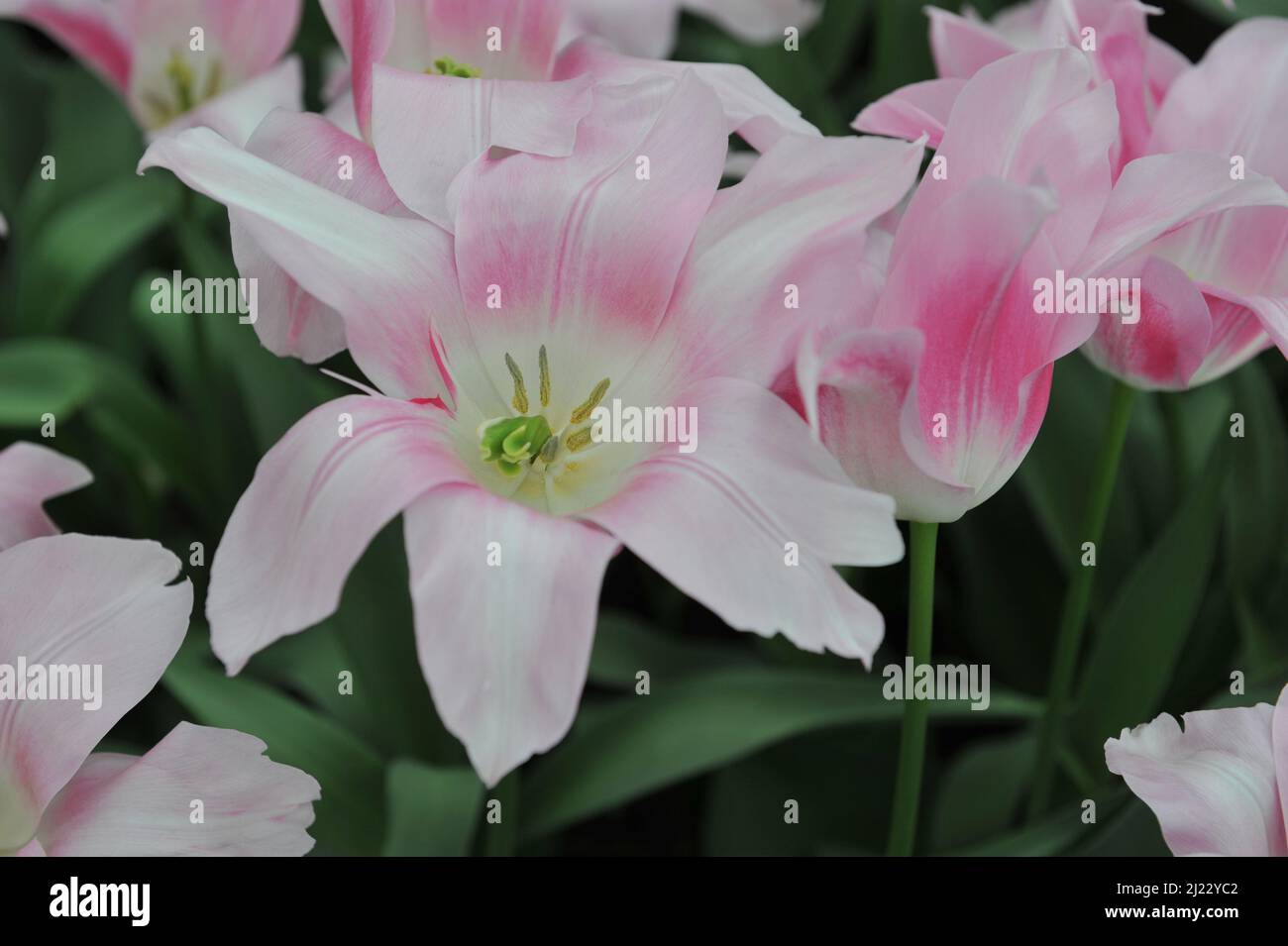 Pink lily-flowered tulips (Tulipa) Lilypure bloom in a garden in April ...