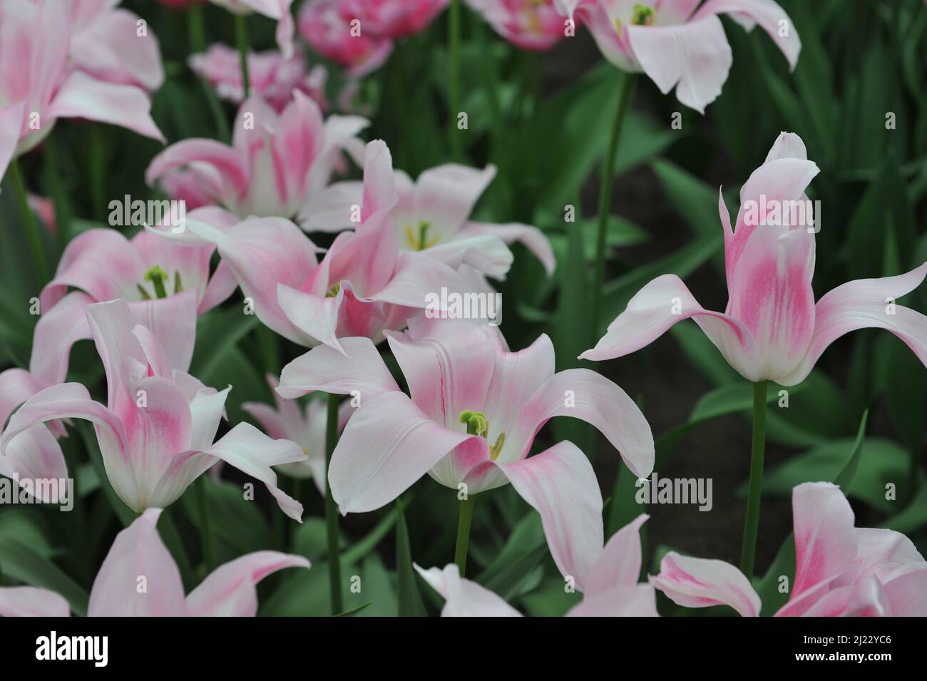 Pink lily-flowered tulips (Tulipa) Lilypure bloom in a garden in April ...