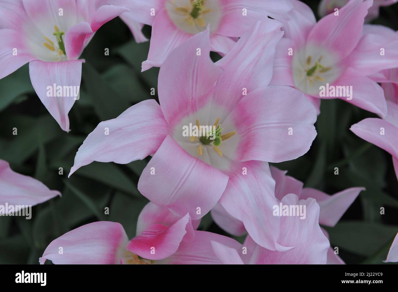 Pink lily-flowered tulips (Tulipa) Lilypure bloom in a garden in April ...