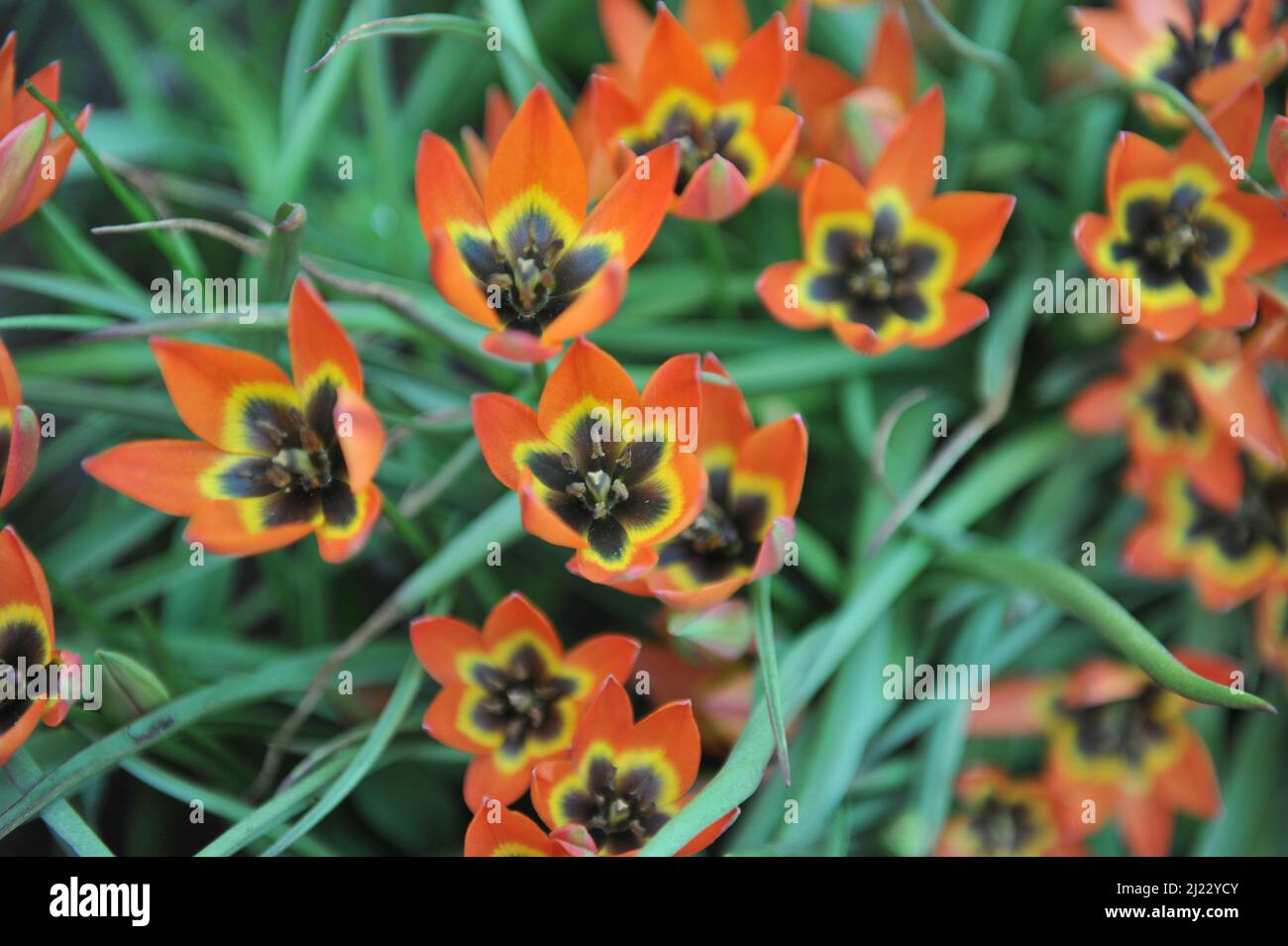Orange and black Miscellaneous tulips (Tulipa linifolia) Little ...