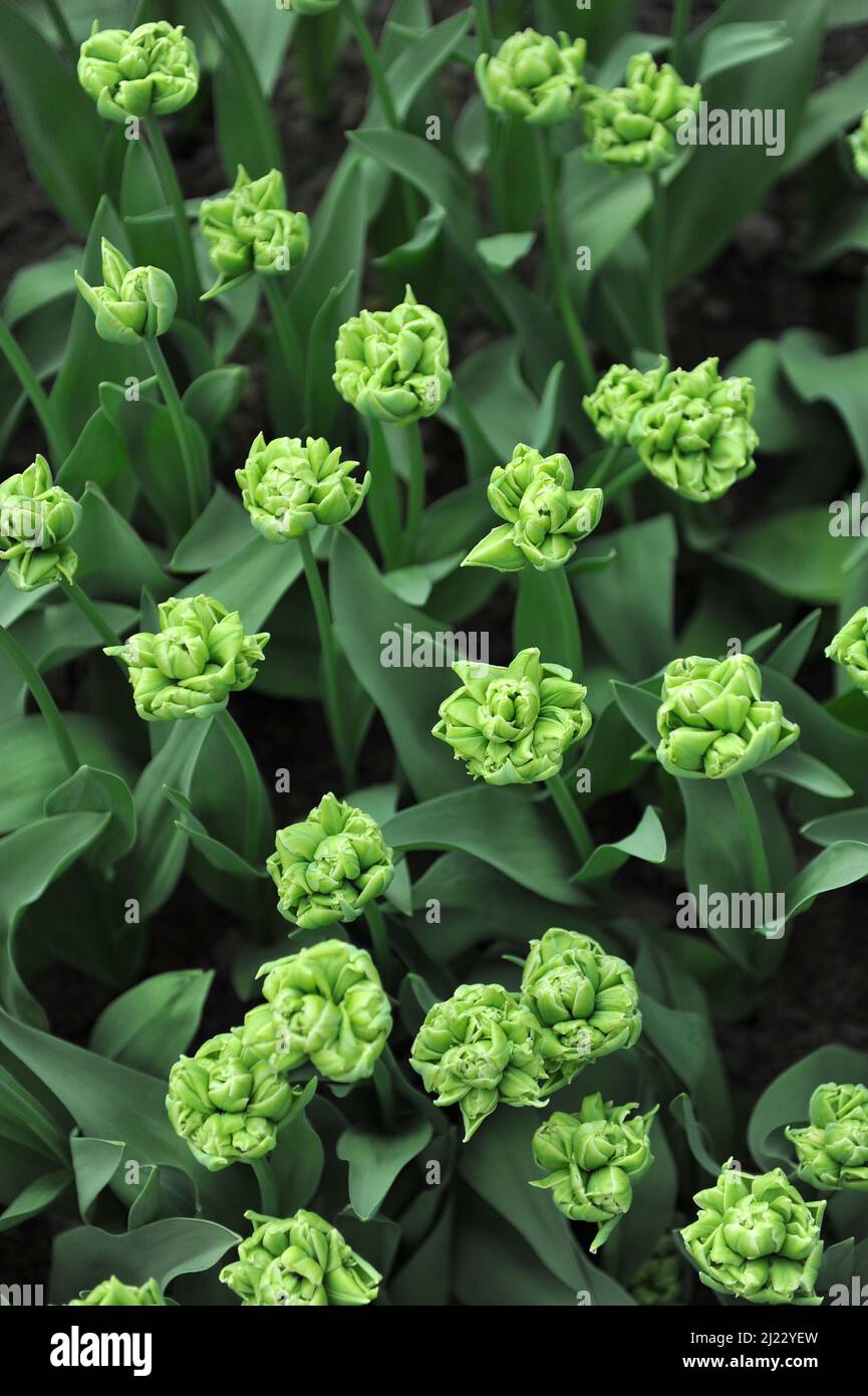 Green peony-flowered Double Early tulips (Tulipa) Little Queen bloom in ...